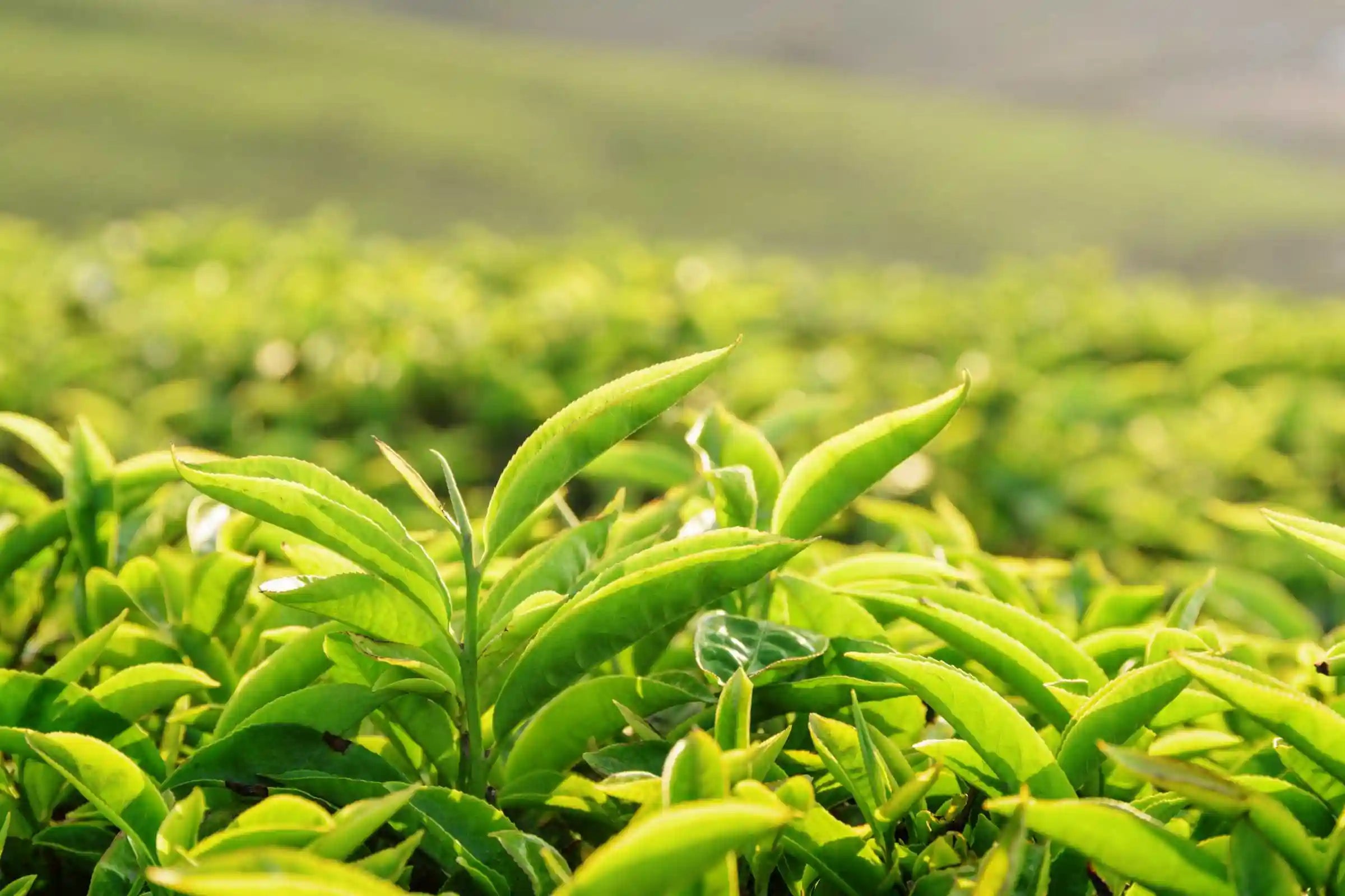 The Origins Of Tea In India – Gardens Of India